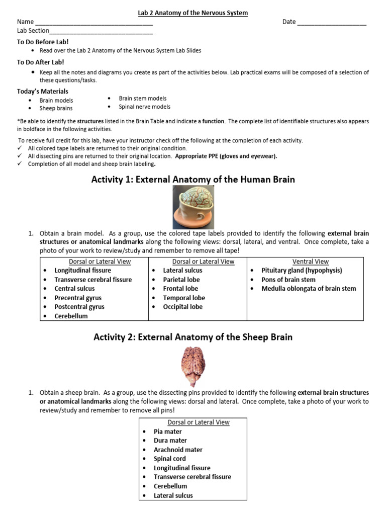 Nervous System Anatomy Lab Guide | PDF | Brainstem | Brain
