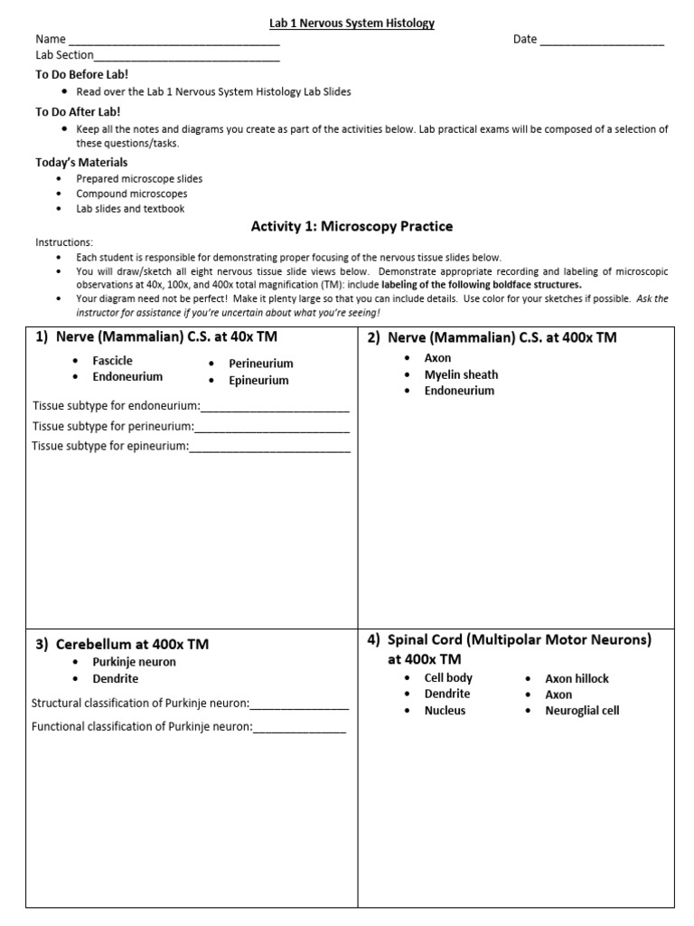 Nervous System Histology Lab Guide | PDF | Neuron | Axon