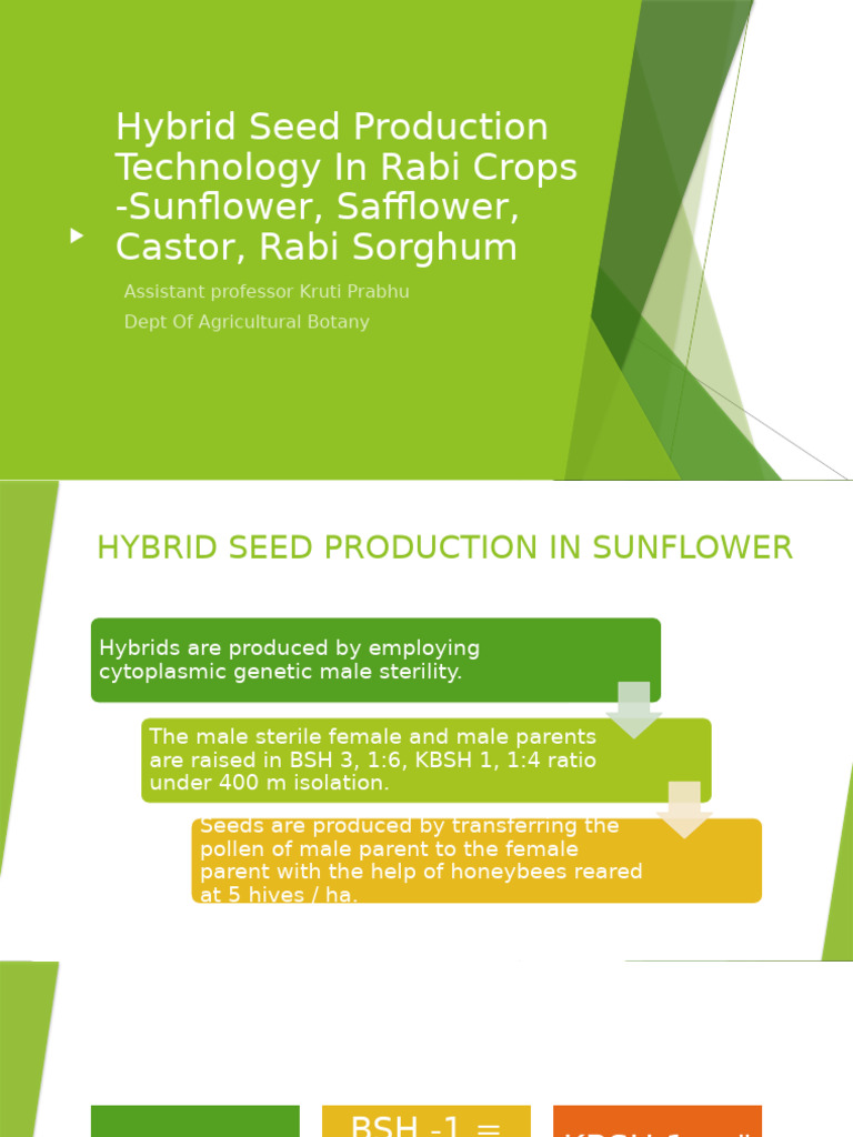 Hybrid Seed Production Technology in Rabi Crops | PDF | Plant Breeding ...