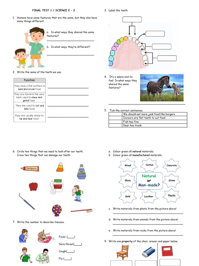 Final Test 1 - Science - E2 2023 | PDF | Tooth