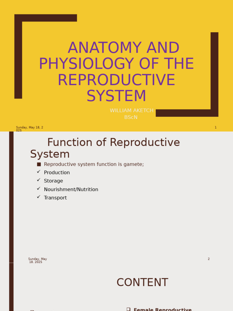 Anatomy of the Reproductive System | PDF | Menstrual Cycle | Pelvis