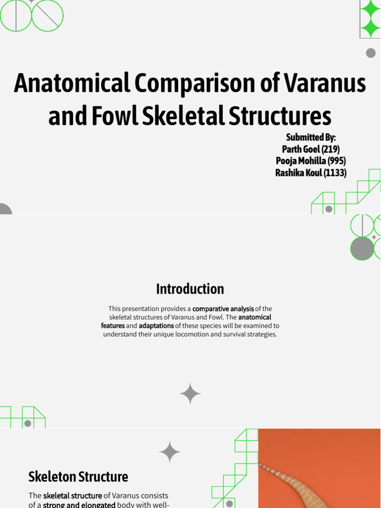 Comparative anatomy in vertebrates | PDF | Skeleton | Anatomy