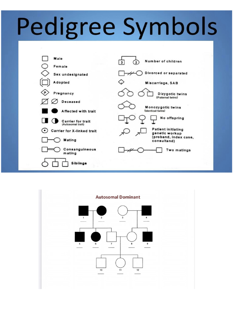 Genetics Diagrams | PDF