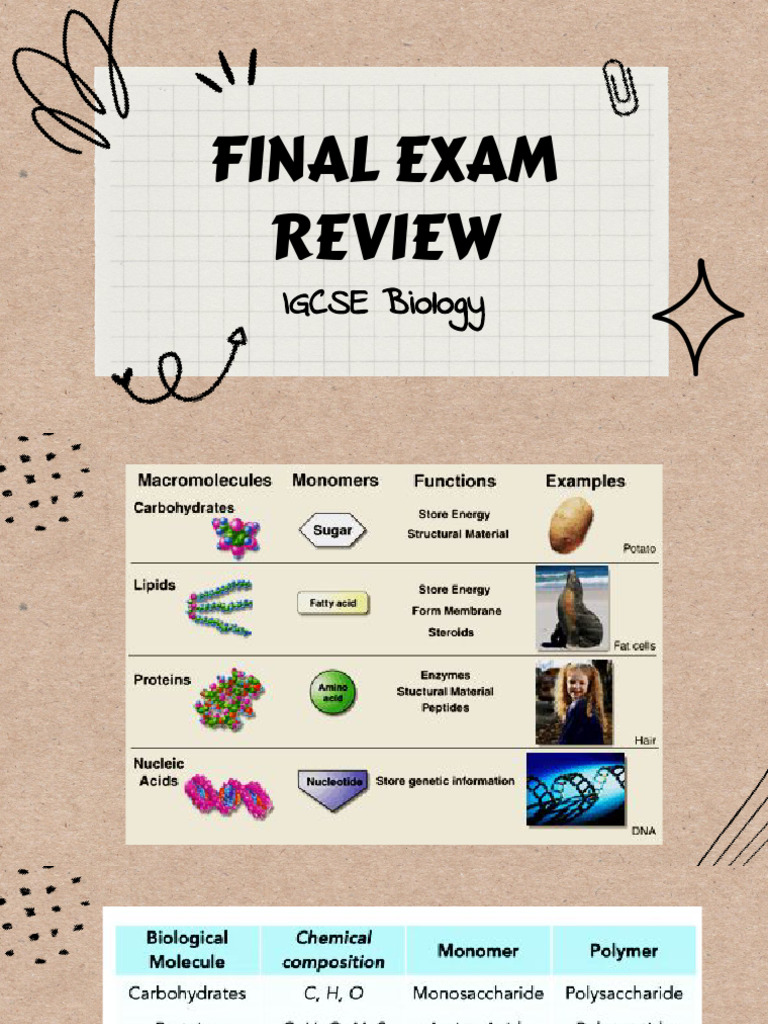 Updated Biology Final Exam Review | PDF