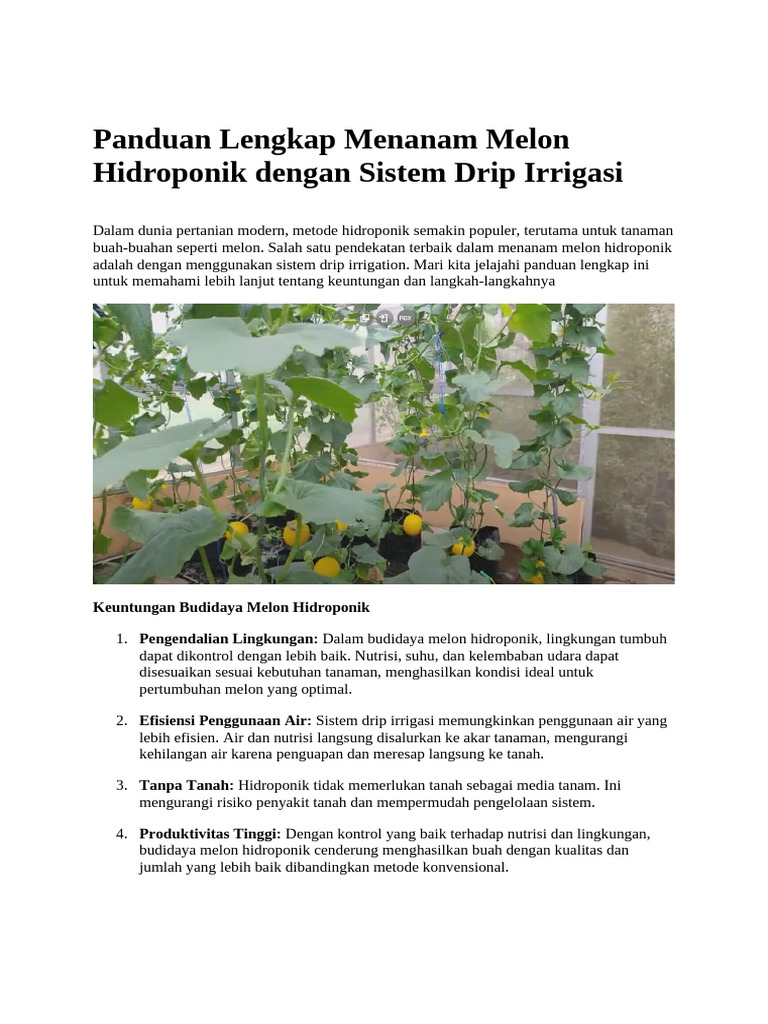 Panduan Lengkap Menanam Melon Hidroponik Dengan Sistem Drip Irrigasi | PDF