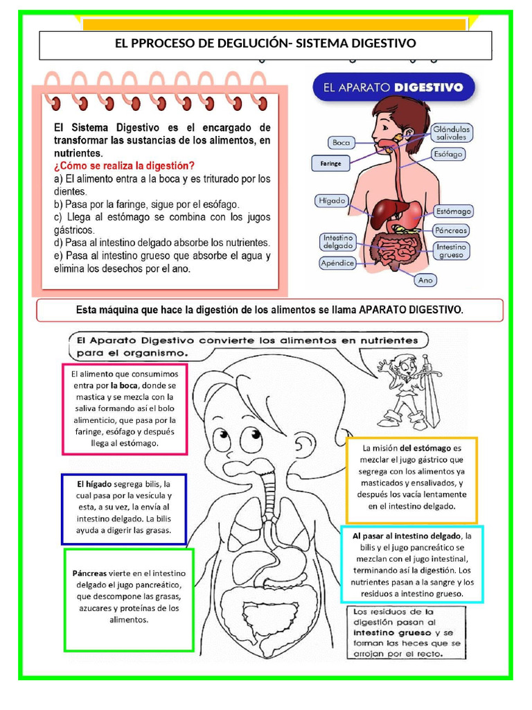 Ficha Sistema Digestivo | PDF
