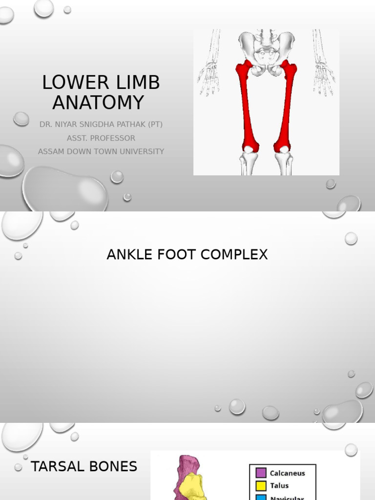 Lower Limb Anatomy | PDF | Knee | Vertebra