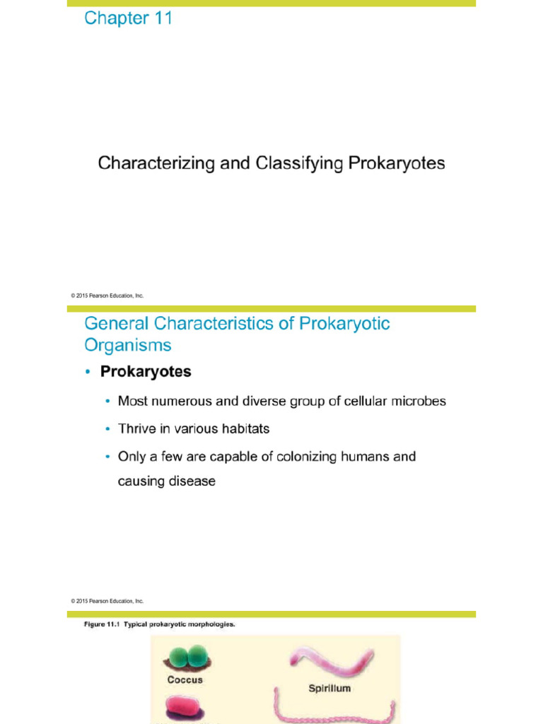 Characterizing and Classifying Prokaryotes | PDF