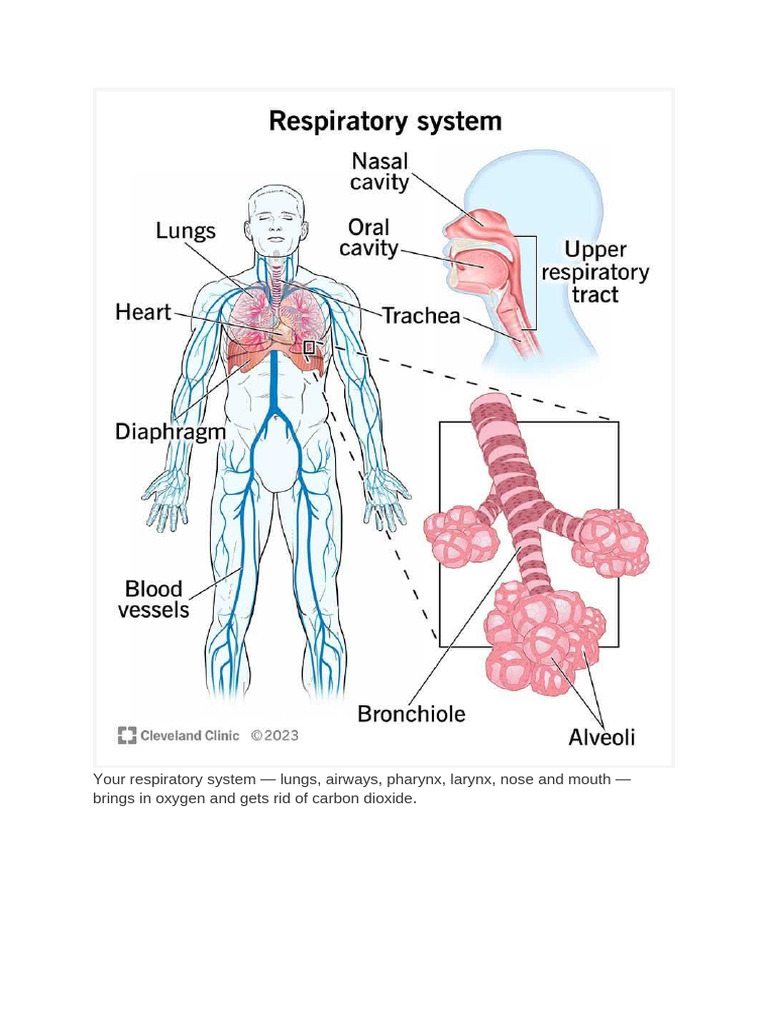 Respiratory System | PDF