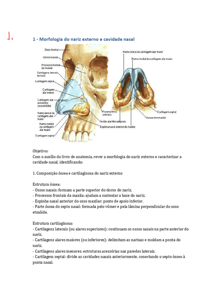 Nariz Externo e Cavidade Nasal Estudo 250425 152929 | PDF | Língua | Gosto