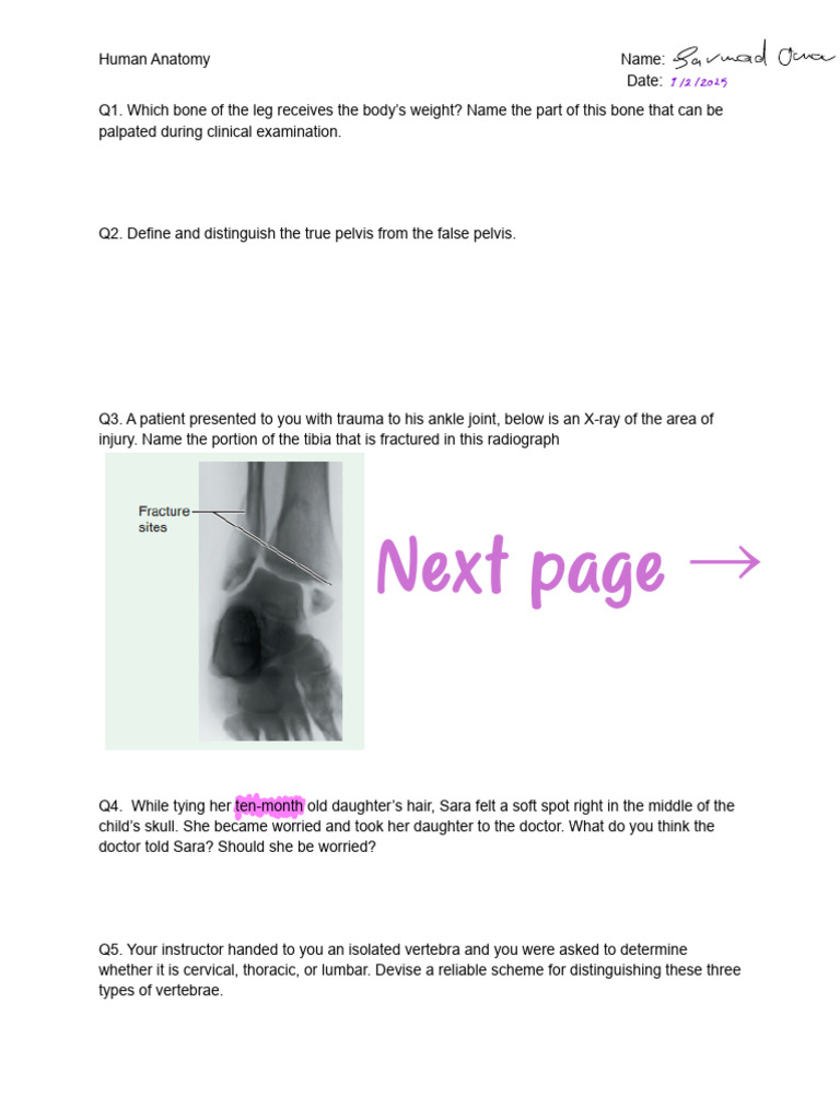 Human Anatomy Assignment 2 | PDF | Pelvis | Musculoskeletal System
