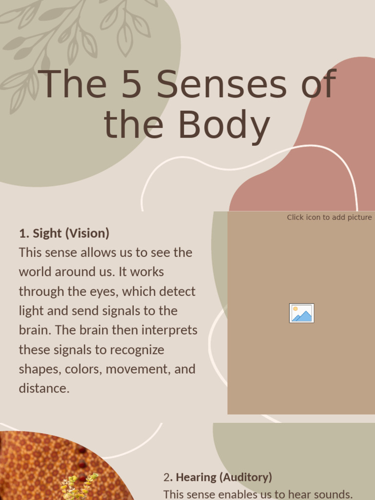 Overview of the 5 Body Senses | PDF