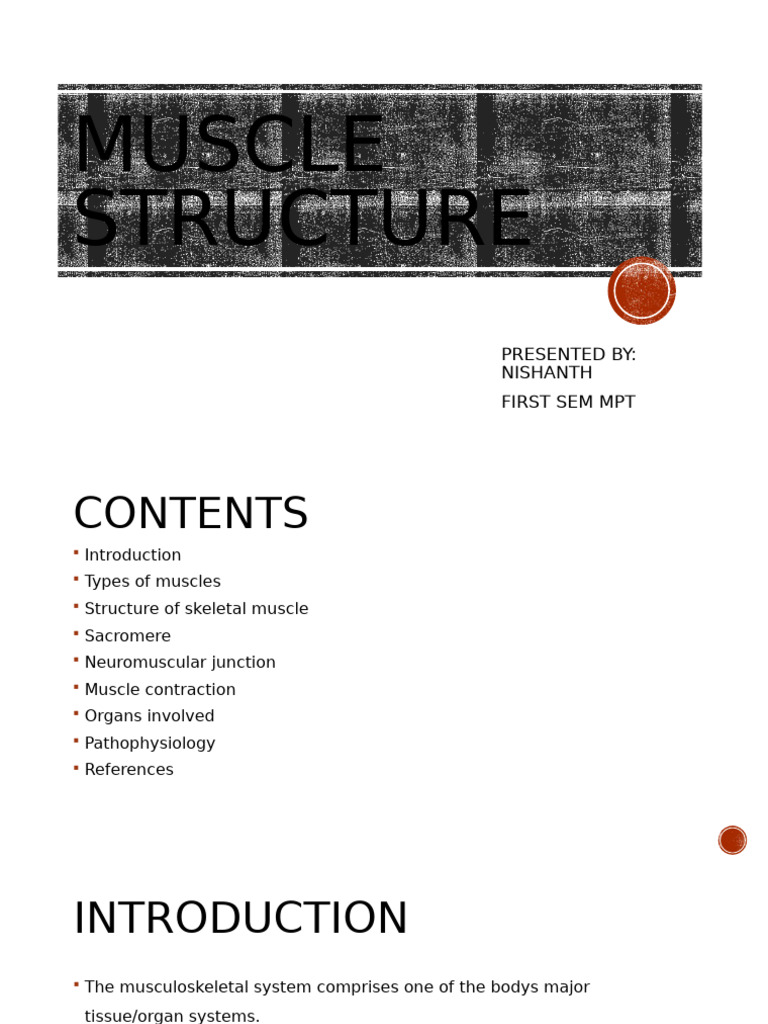 Muscle Structure 2ppt | PDF | Muscle Contraction | Muscle