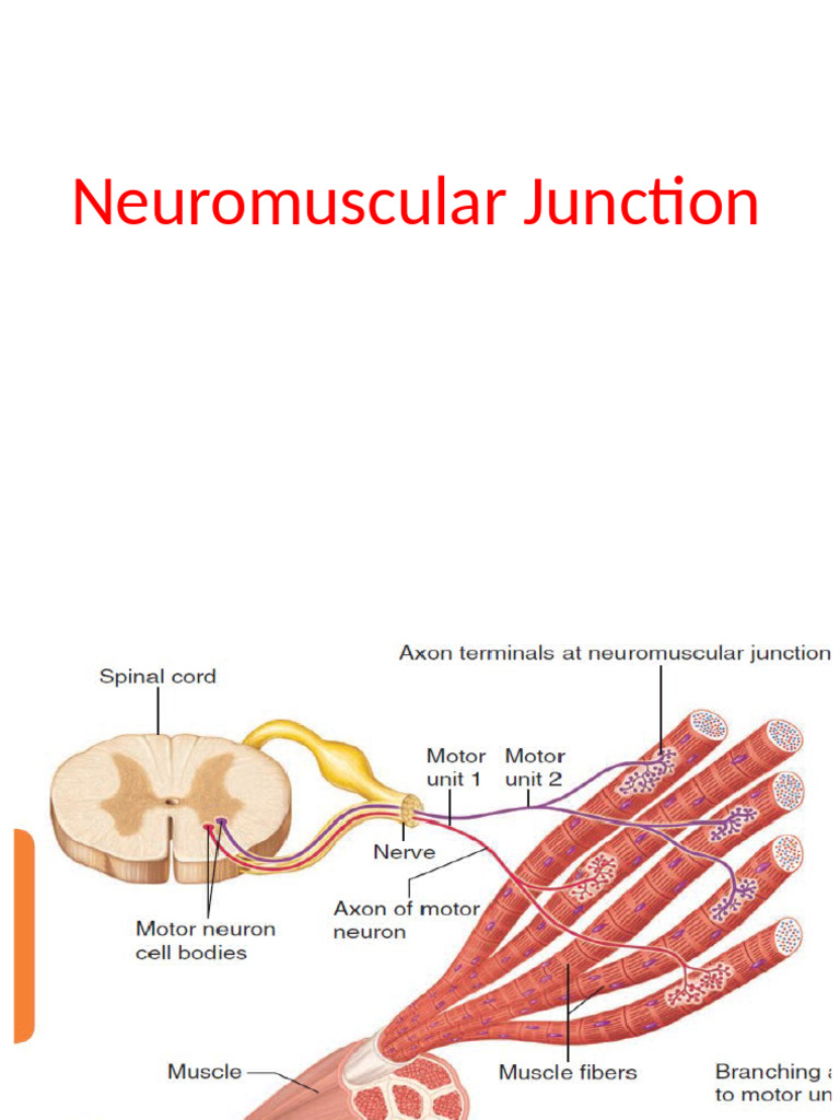 Neuromuscular Junction | PDF | Motor Neuron | Neuromuscular Junction