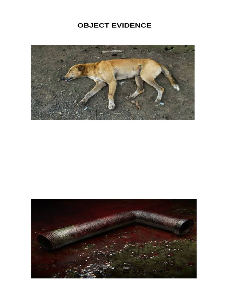 Sample of Object Evidence | PDF