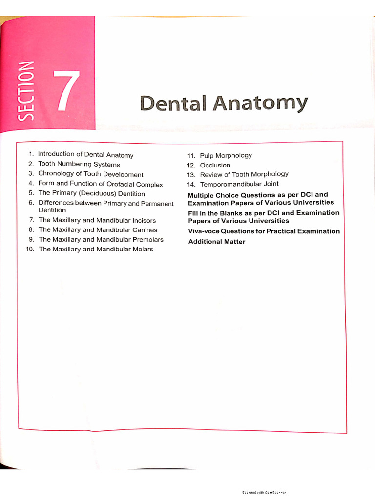 Mastering BDS Dental Anatomy | PDF
