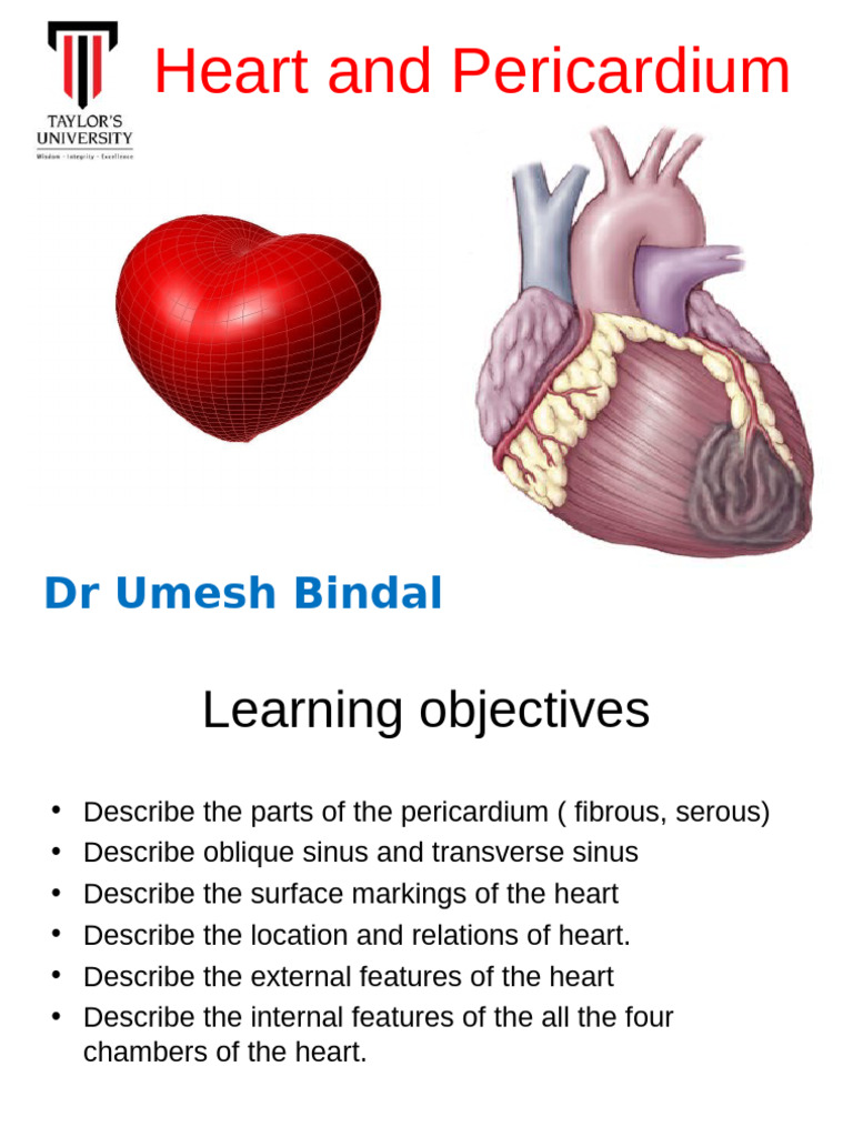 Heart and Pericardium-1 | PDF | Heart Valve | Atrium (Heart)
