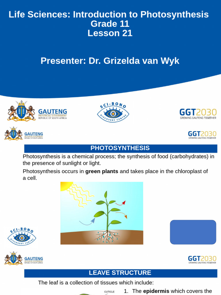 Life Sciences Gr.11 Lesson 21 Photosynthesis Introduction | PDF | Leaf ...