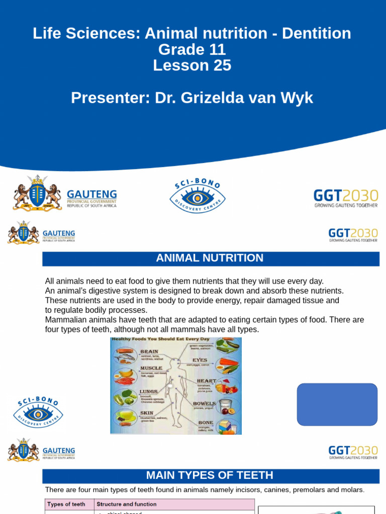 Life Sciences Gr.11 Lesson 25 Animal nutrition Dentition | PDF | Tooth ...