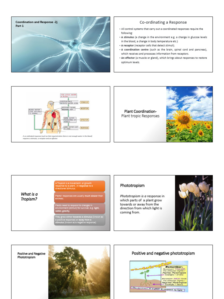 2j-Coordination Part1 - Biology (PowerPoint) | PDF | Chemical Synapse | Neuron