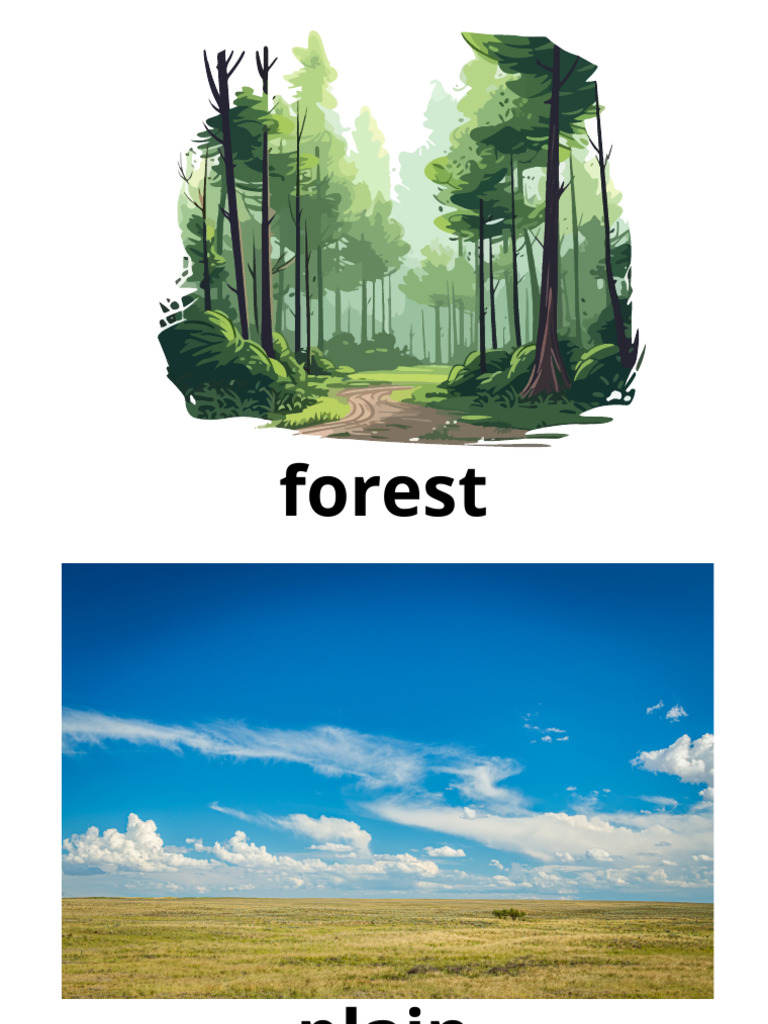 Plain Forest | PDF