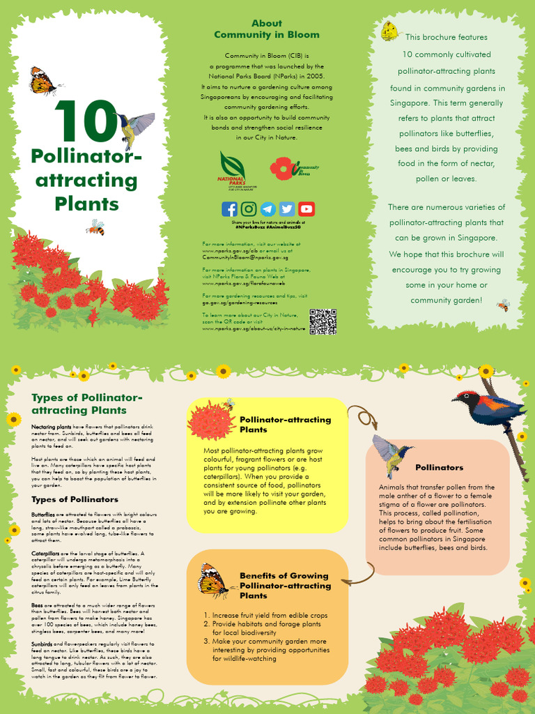 Top 10 Pollinator Plants for Gardens | PDF | Pollination | Pollinators