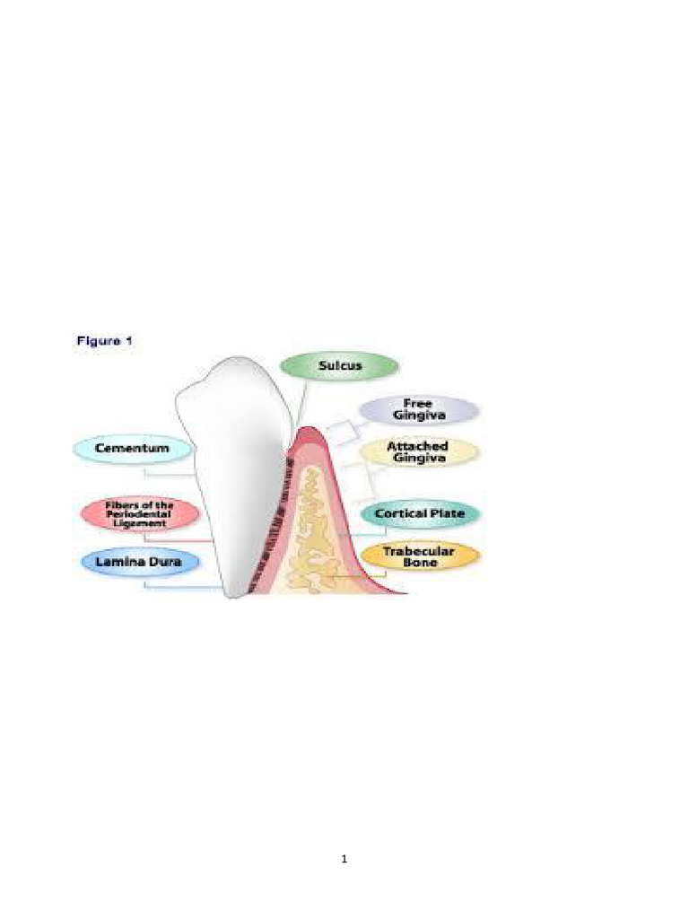 Gingival Sulcus and Dentogingival Junction | PDF | Epithelium | Dental ...