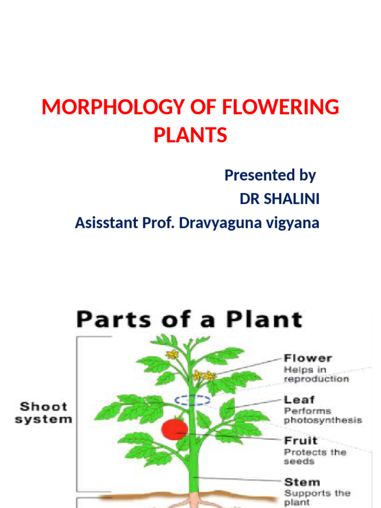 DG Phyllotaxy, Inflorescence, Etc. | PDF