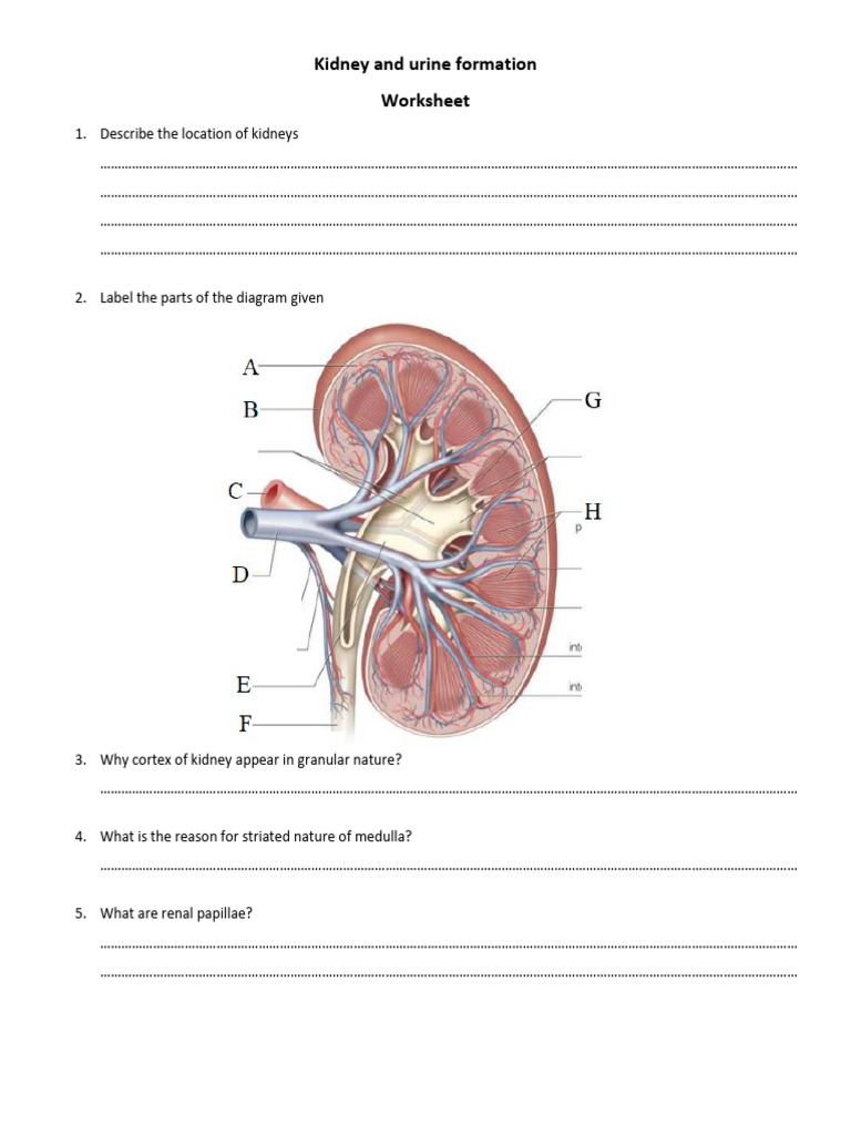 Kidney and Urine Formation | PDF | Kidney | Urinary System