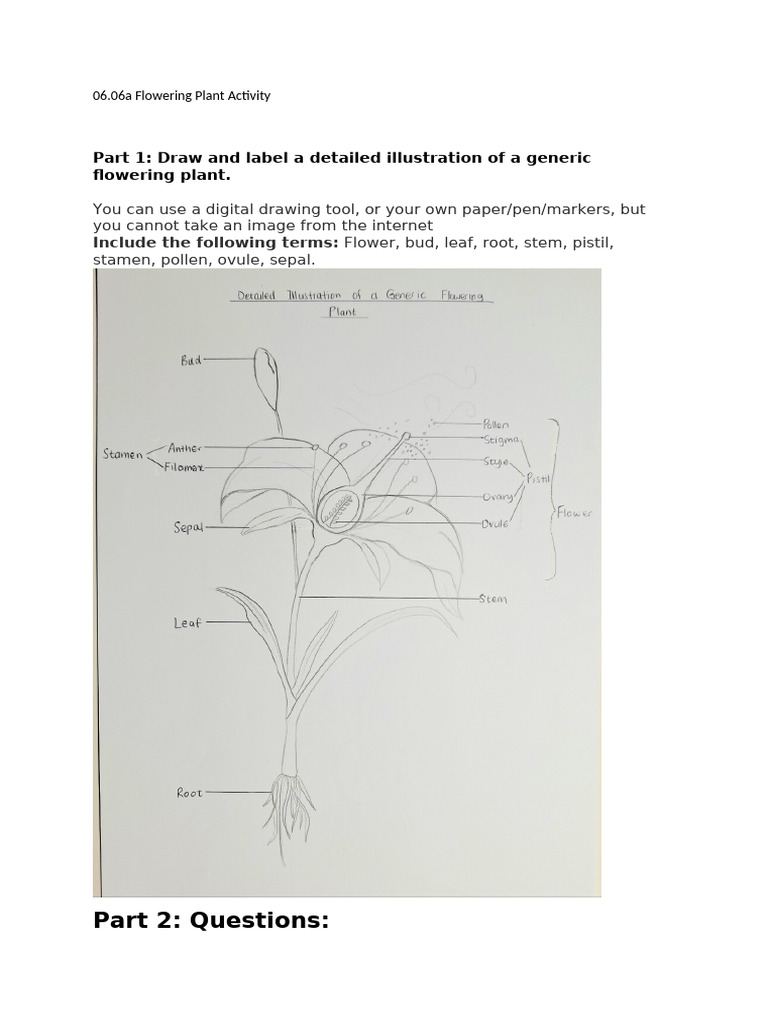 06.06a Flowering Plant Activity | PDF | Flowers | Seed