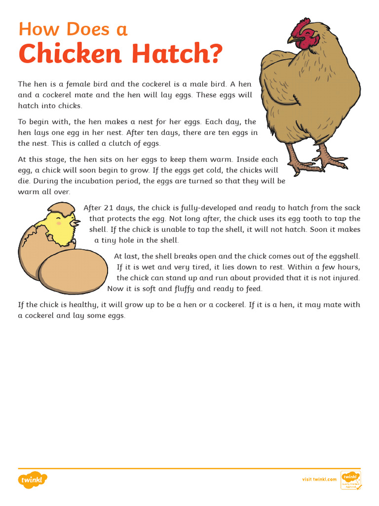 How Chickens Hatch Eggs Explained | PDF