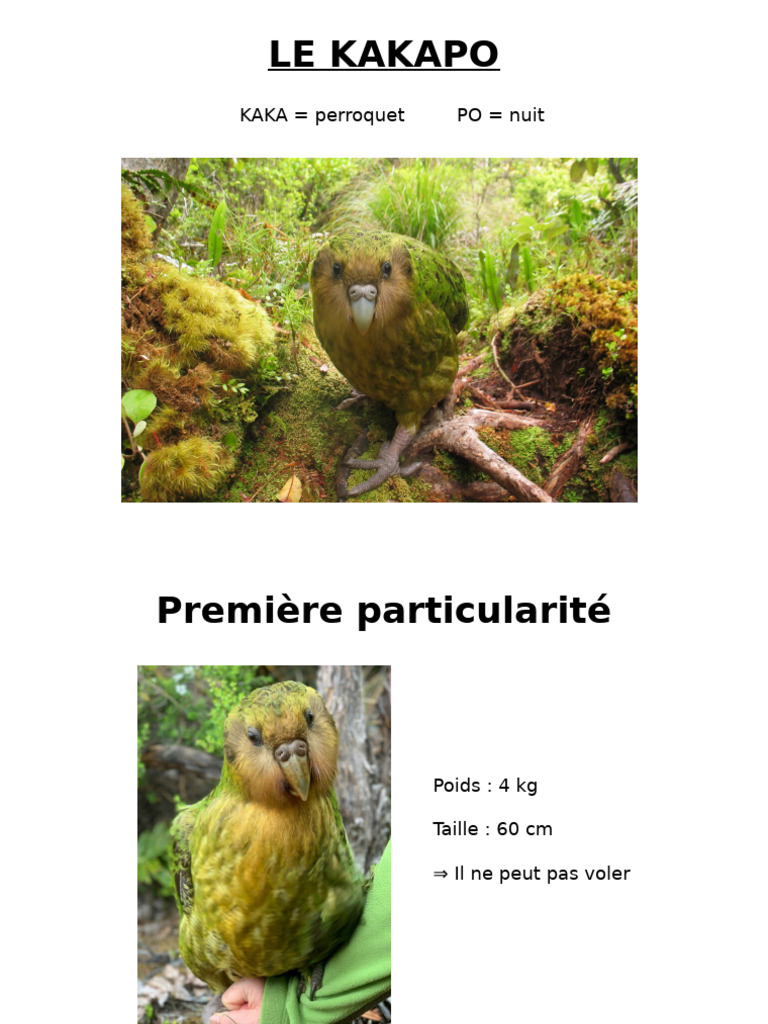 Kakapo | PDF