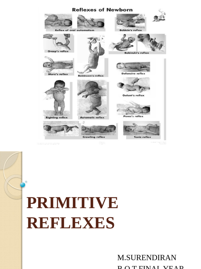 Primitive Reflexes in Newborns Explained | PDF | Anatomical Terms Of ...