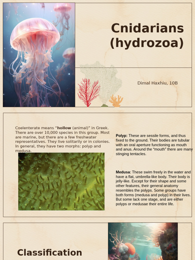Cnidarians (Hydrozoa) | PDF | Biology | Venomous Animals