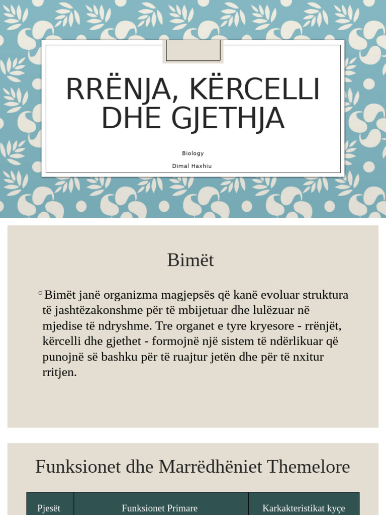 Rrënja, Kërcelli Dhe Gjethja | PDF