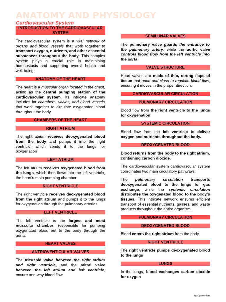 ANAPHY Cardiovascular System | PDF | Circulatory System | Artery