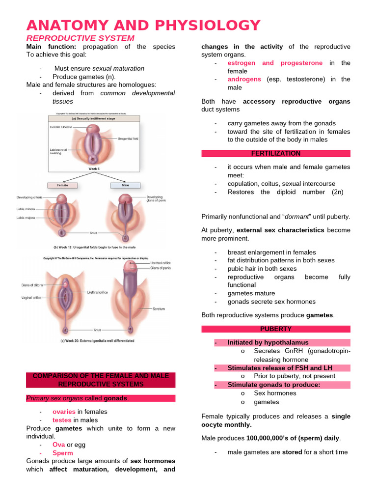 ANAPGY Reproductuve System | PDF | Menstrual Cycle | Uterus