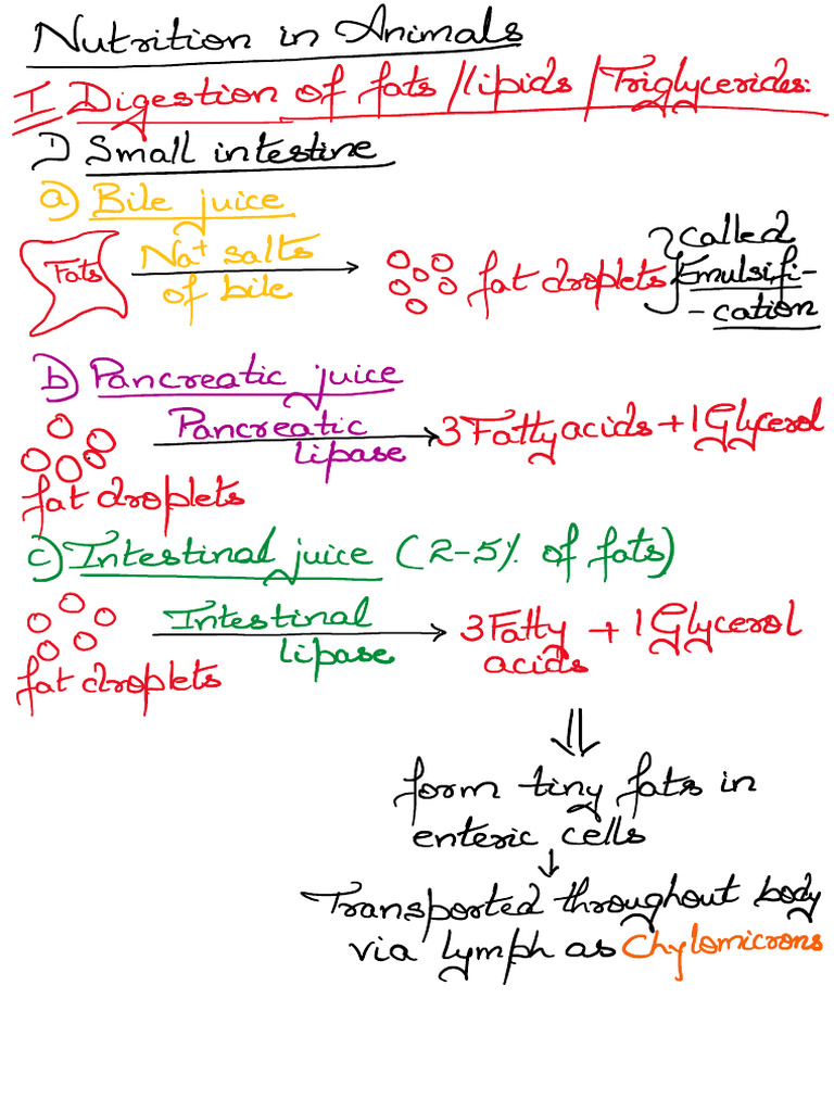 Digestion of Nutrients | PDF