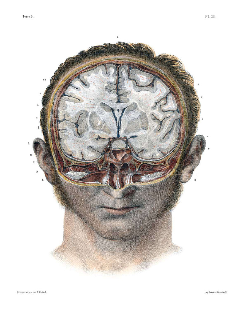 Frontal Section Encephalon 1600 | PDF
