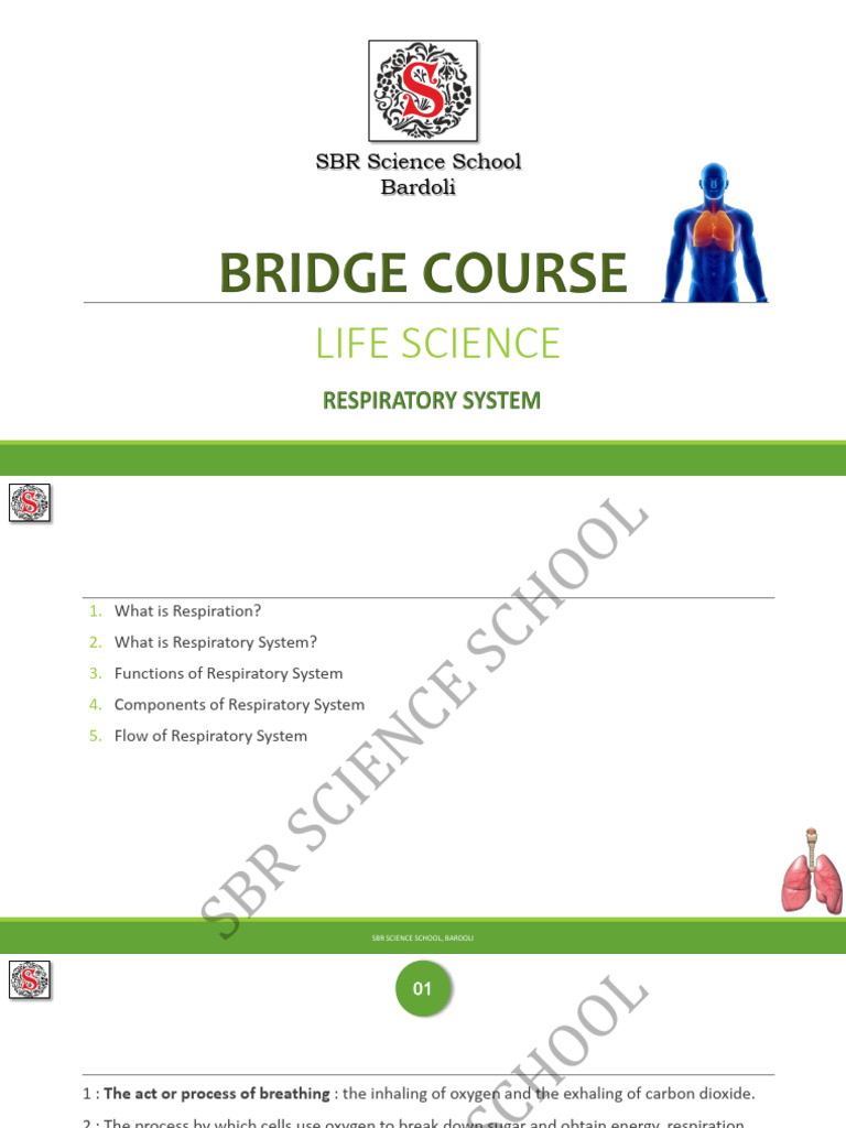 Life Science-Respiratory System | PDF | Respiratory Tract | Respiratory ...