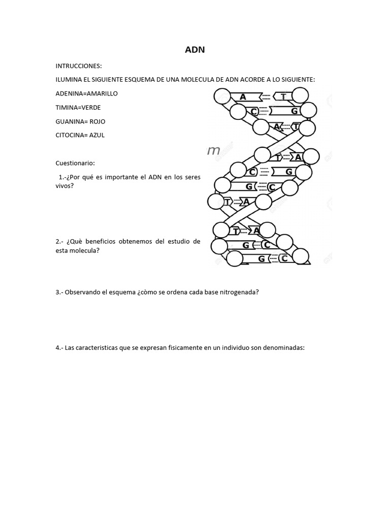 ANEXO BIOLOGIA ADN esquema | PDF
