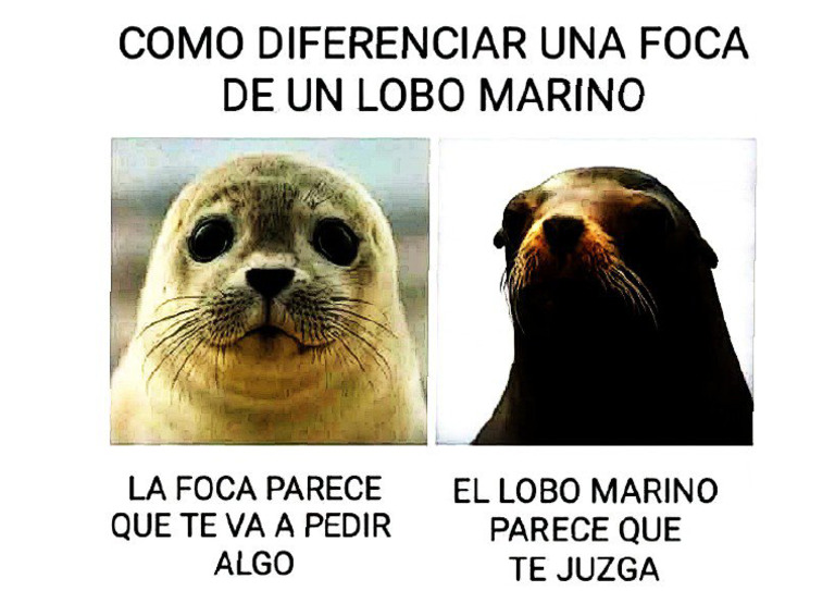 10 Guías de Focas y Lobos Marinos | PDF