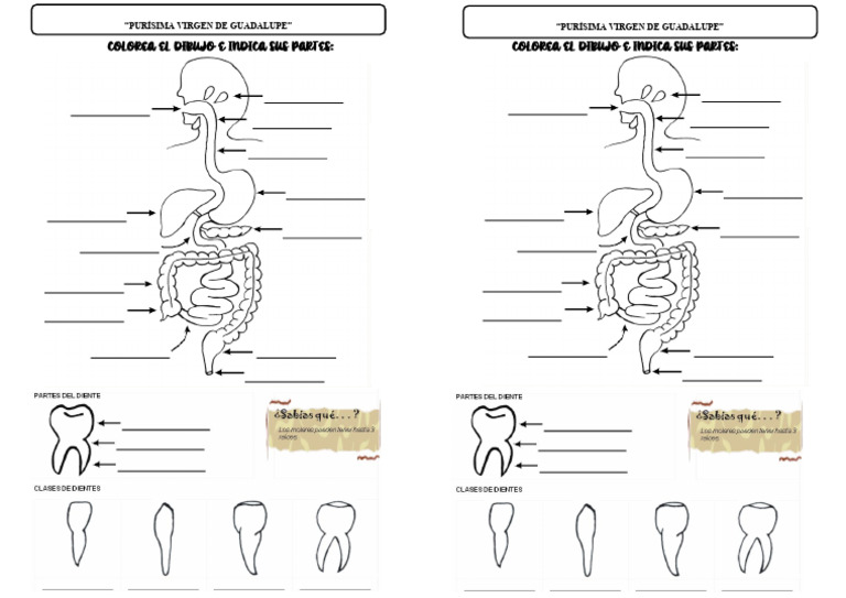 Colorea El Dibujo e Indica Sus Partes | PDF