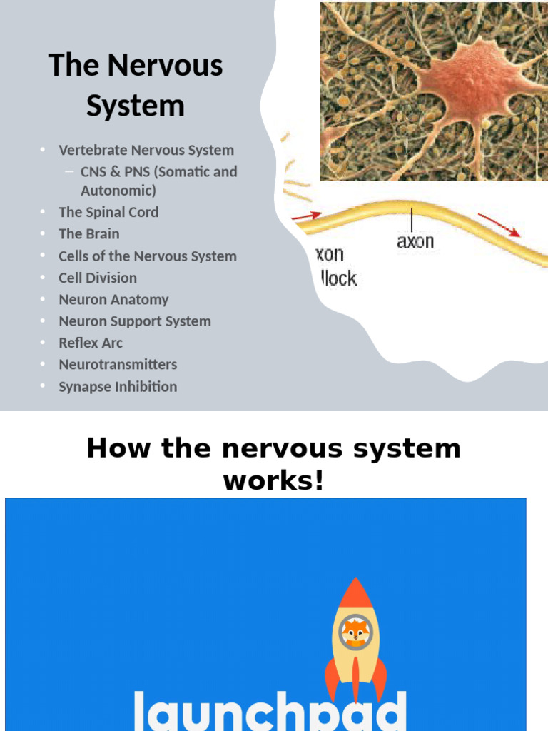 Nervous System Part II | PDF | Nervous System | Neuron