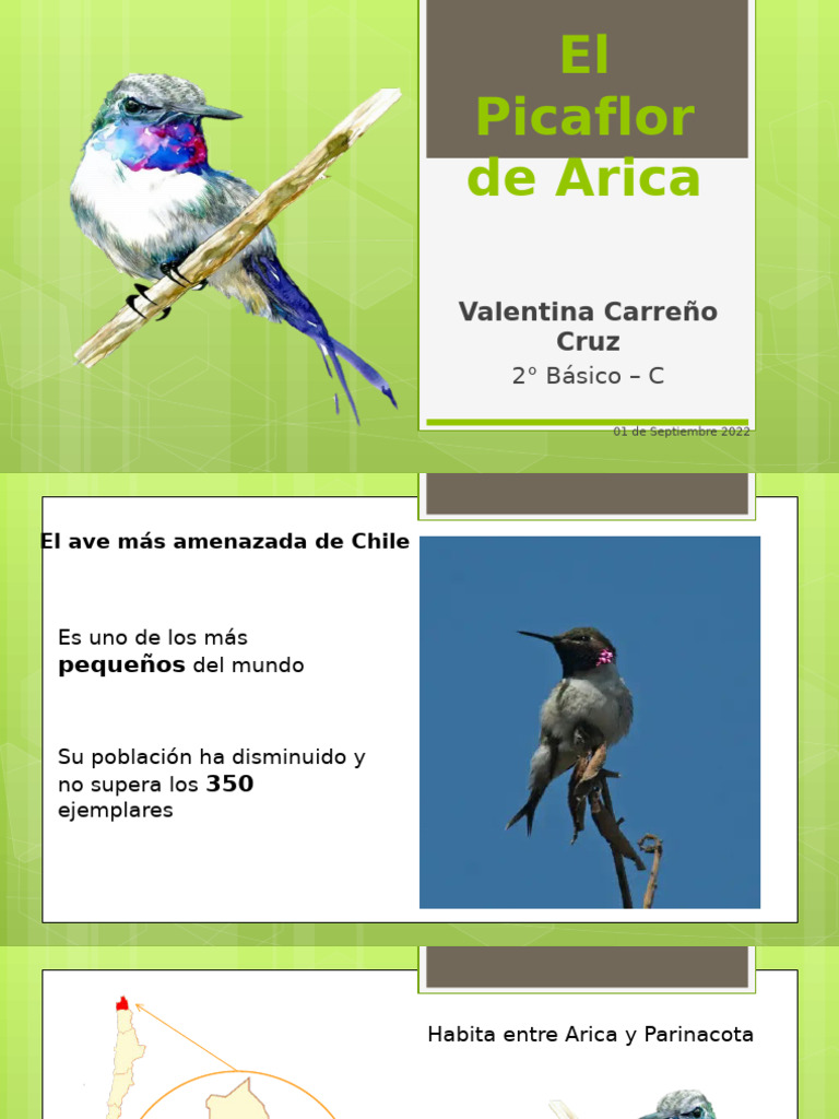 El Picaflor | PDF