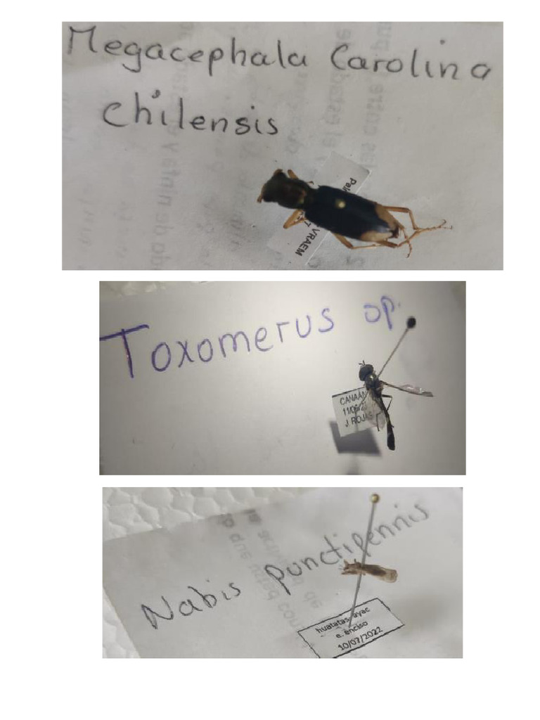 eNto agrjicola | PDF