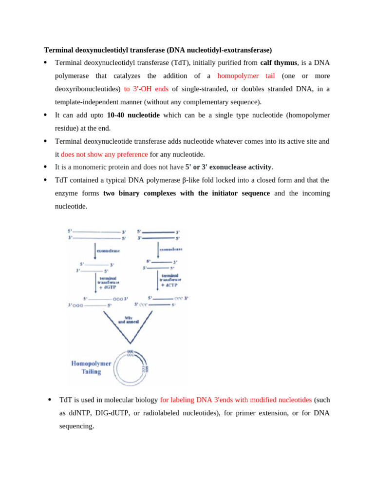 Terminal Deoxynucleotidyl Transferase | PDF | Nucleotides | Health Sciences