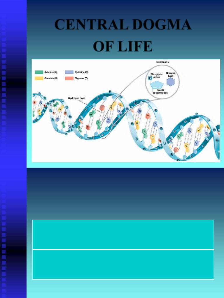 L3 Central Dogma of Life | PDF | Dna | Rna
