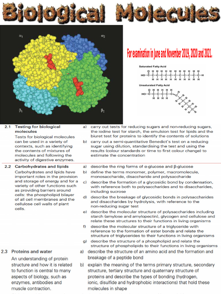 Biological Molecules | PDF | Carbohydrates | Fatty Acid