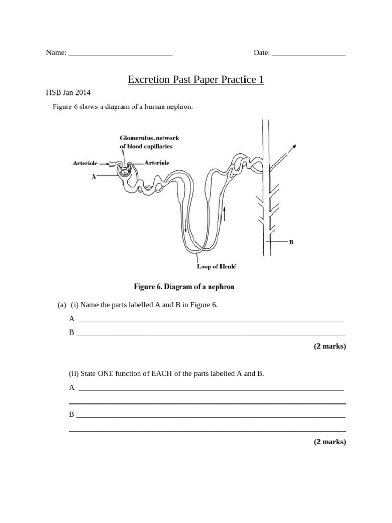 Excretion Past Paper Practice 1 | PDF